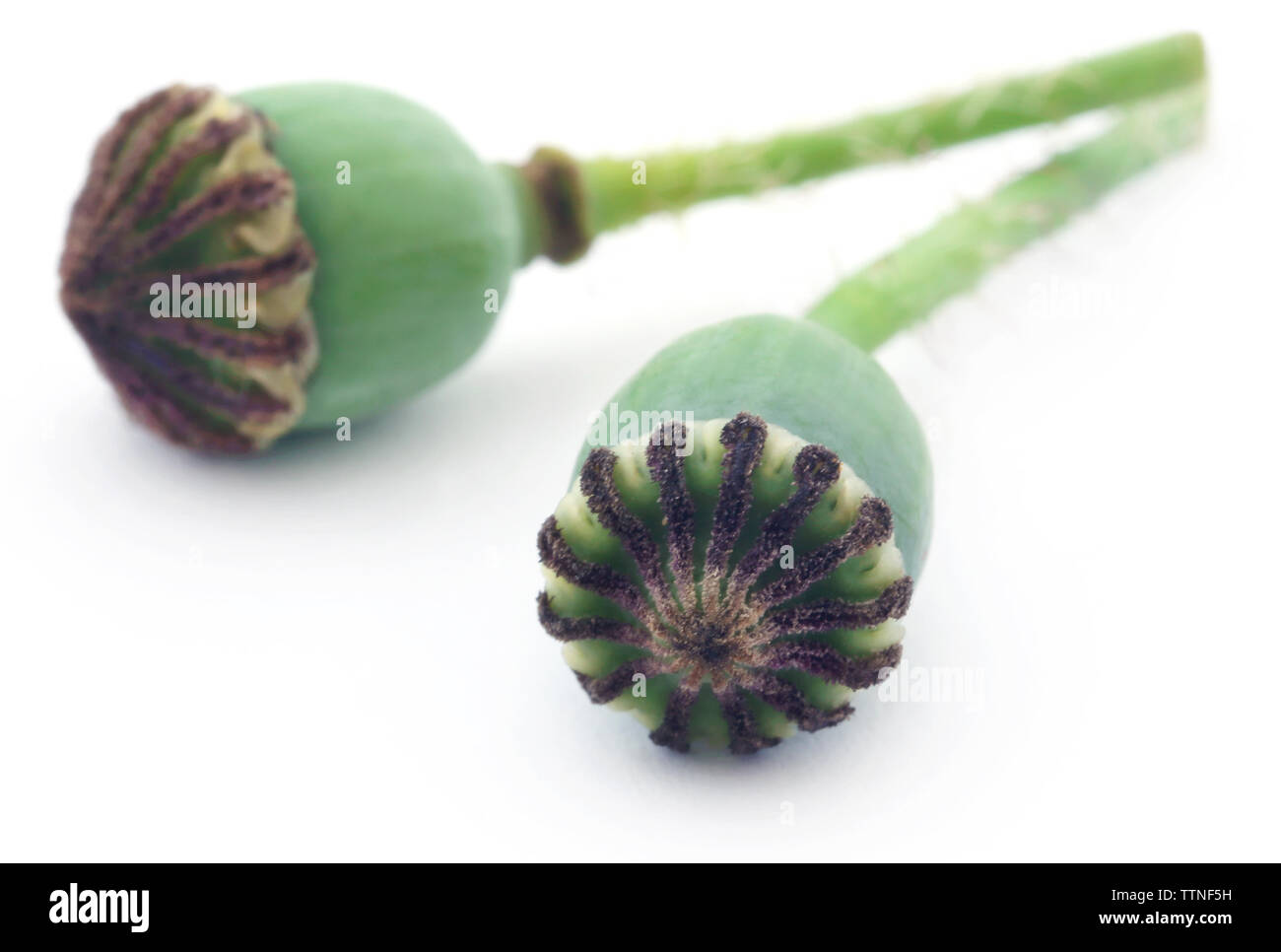 Green Poppy pods over white background Stock Photo - Alamy