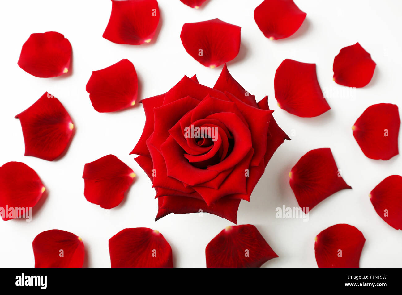 Red rose with petals on white background Stock Photo - Alamy