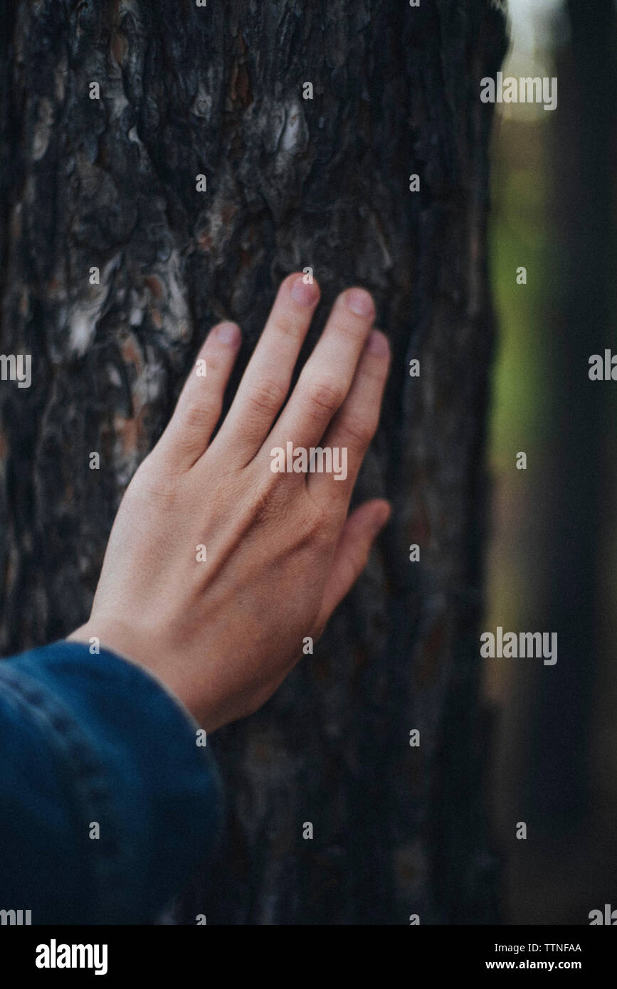 Hand touching tree in forest hi-res stock photography and images - Alamy