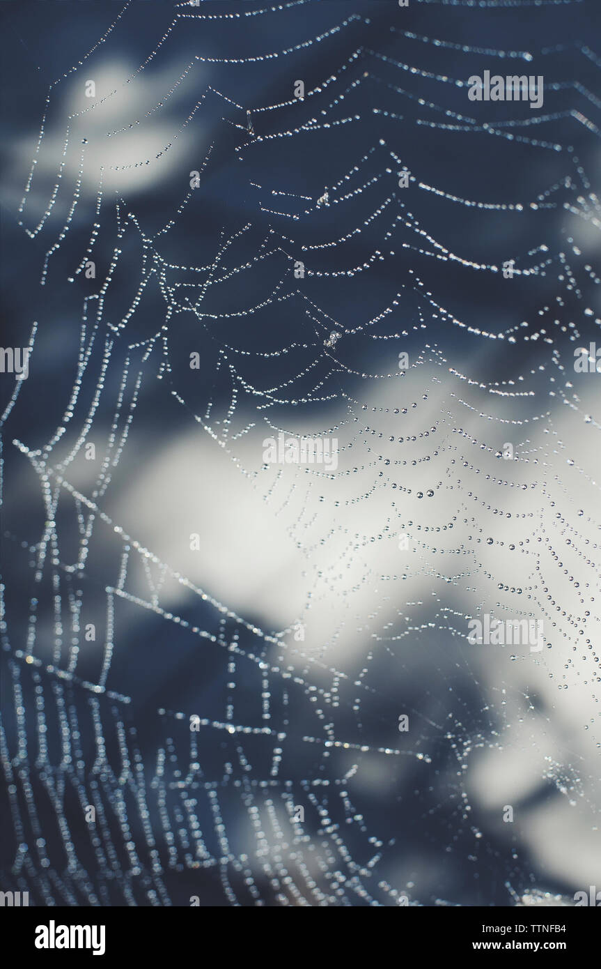 Close-up of wet spider web outdoors Stock Photo - Alamy