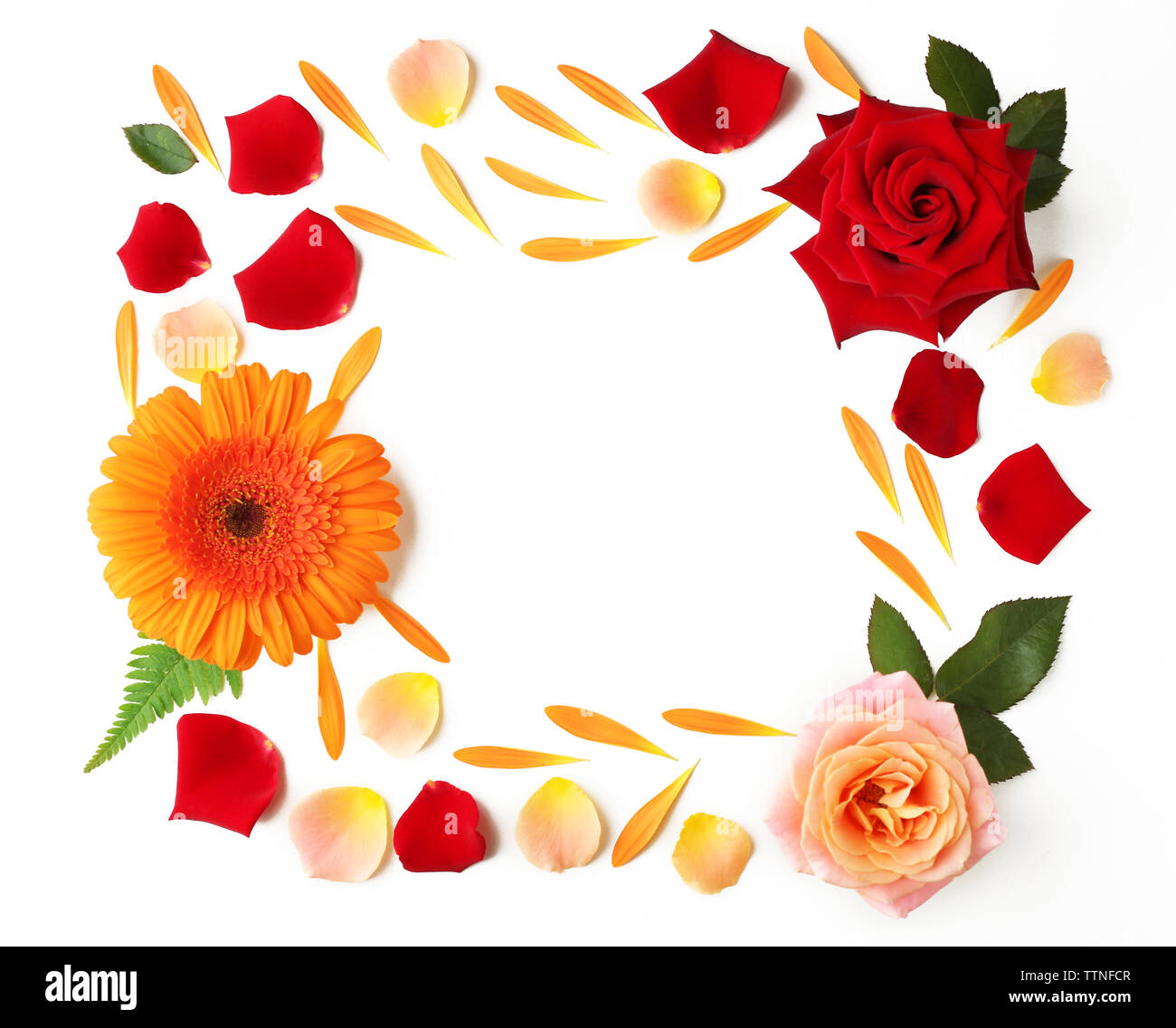 Flower petals on white background Stock Photo - Alamy