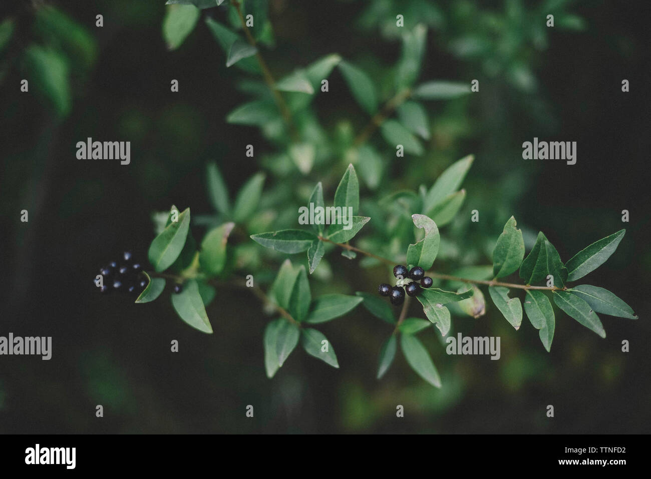 Fruits of nature hi-res stock photography and images - Alamy