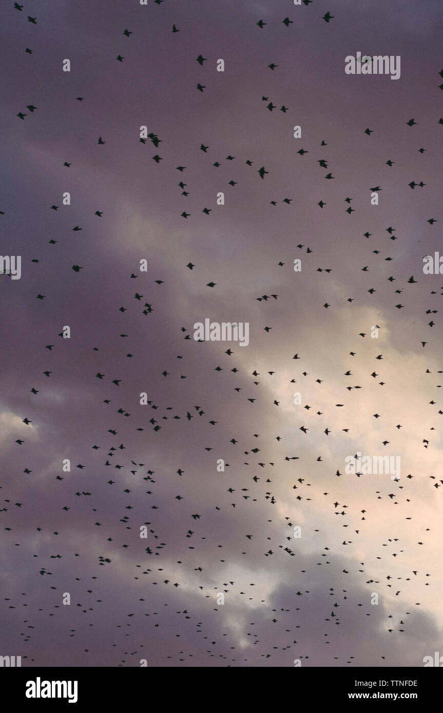 Birds flying storm weather hi-res stock photography and images - Alamy