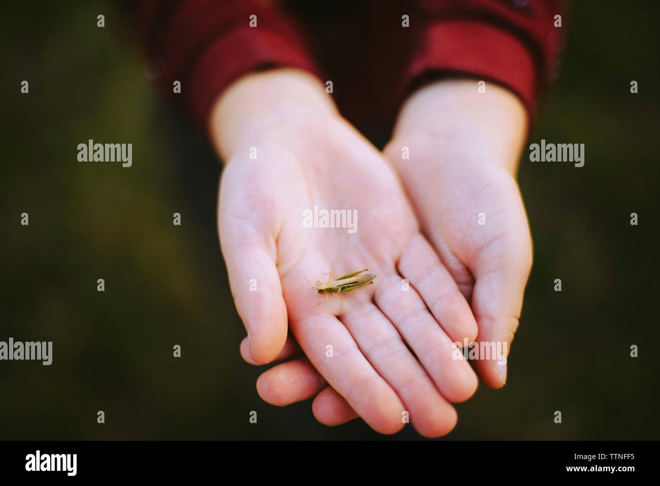Person holding insect hi-res stock photography and images - Alamy