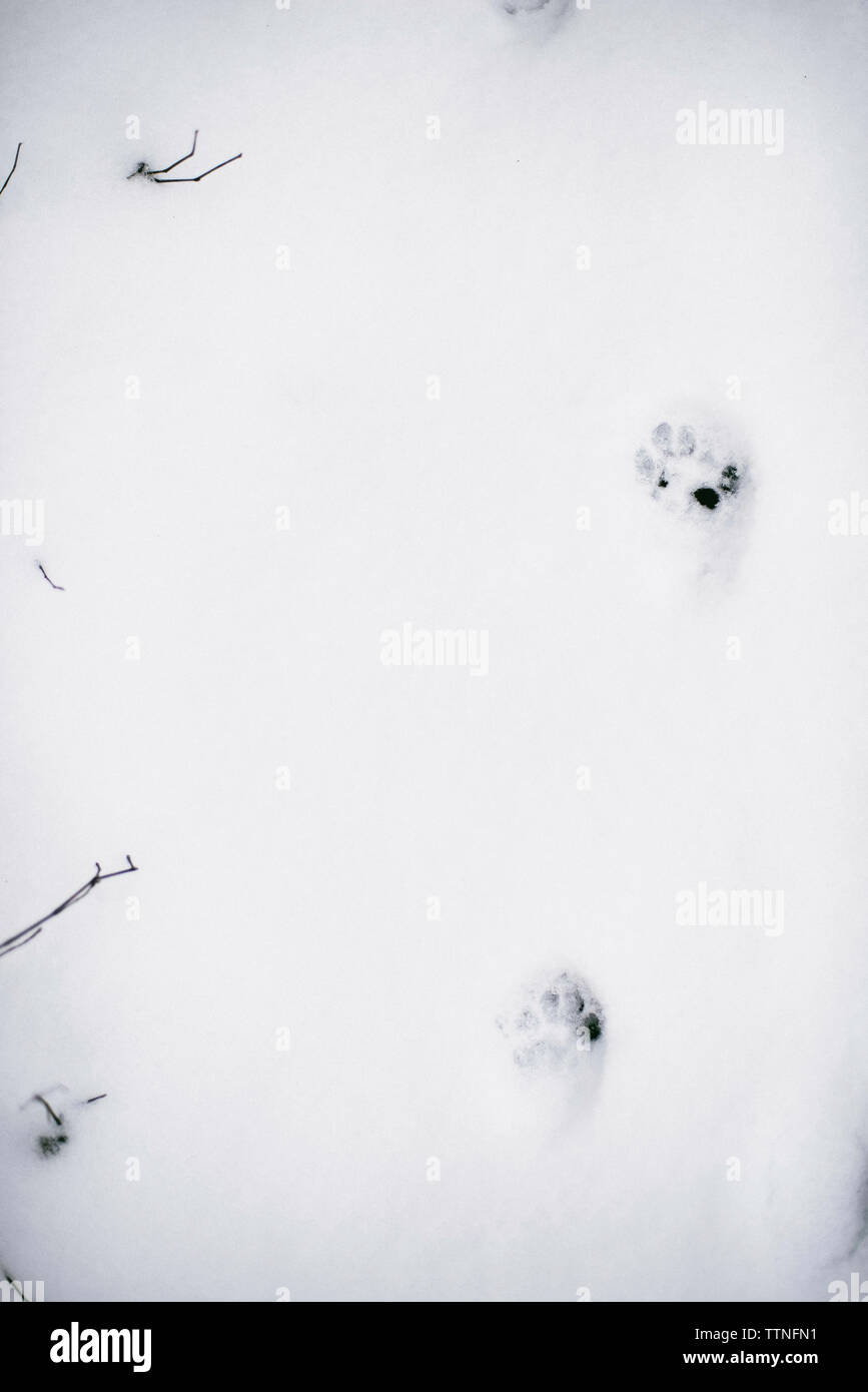 Animal paw prints hi-res stock photography and images - Alamy