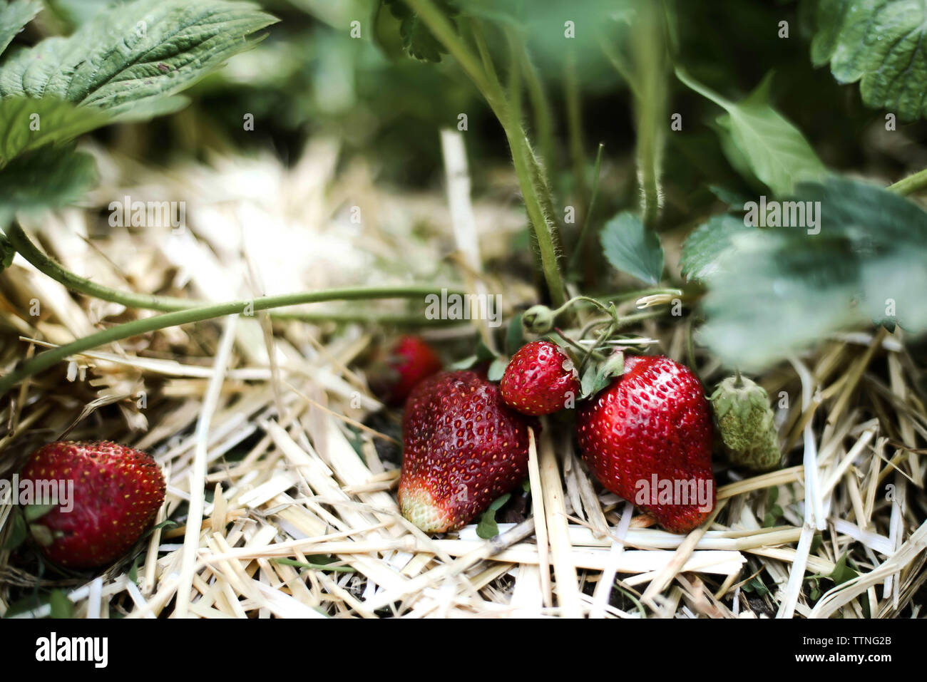 Close-up of strawberry growing on plant Stock Photo - Alamy