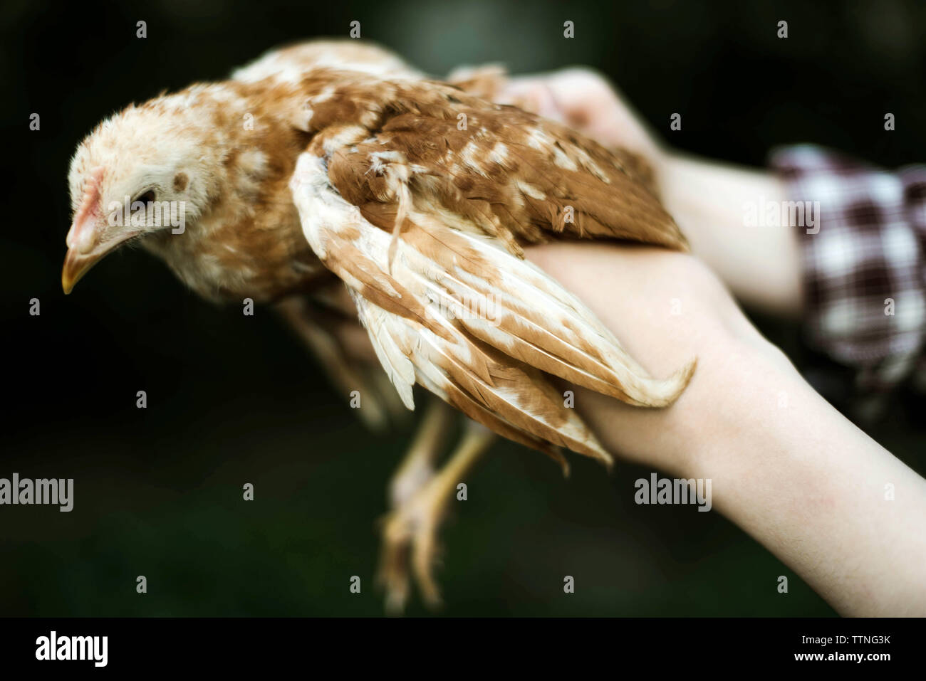 Hands holding chicken hi-res stock photography and images - Alamy