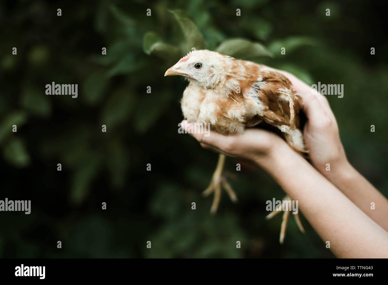 Female hands holding a chick in chicken farm Stock Photo - Alamy