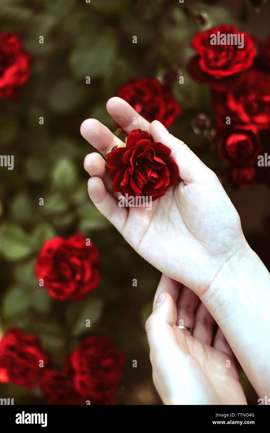 Woman hand touching red roses Stock Photo - Alamy