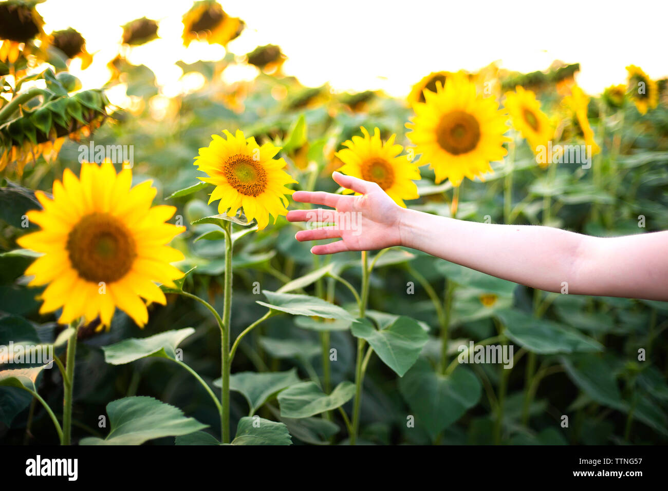 Girl's hand opposite the sunflower field Stock Photo - Alamy