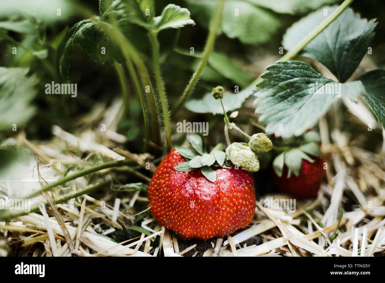Freshness Various sweet red strawberries Stock Photo - Alamy