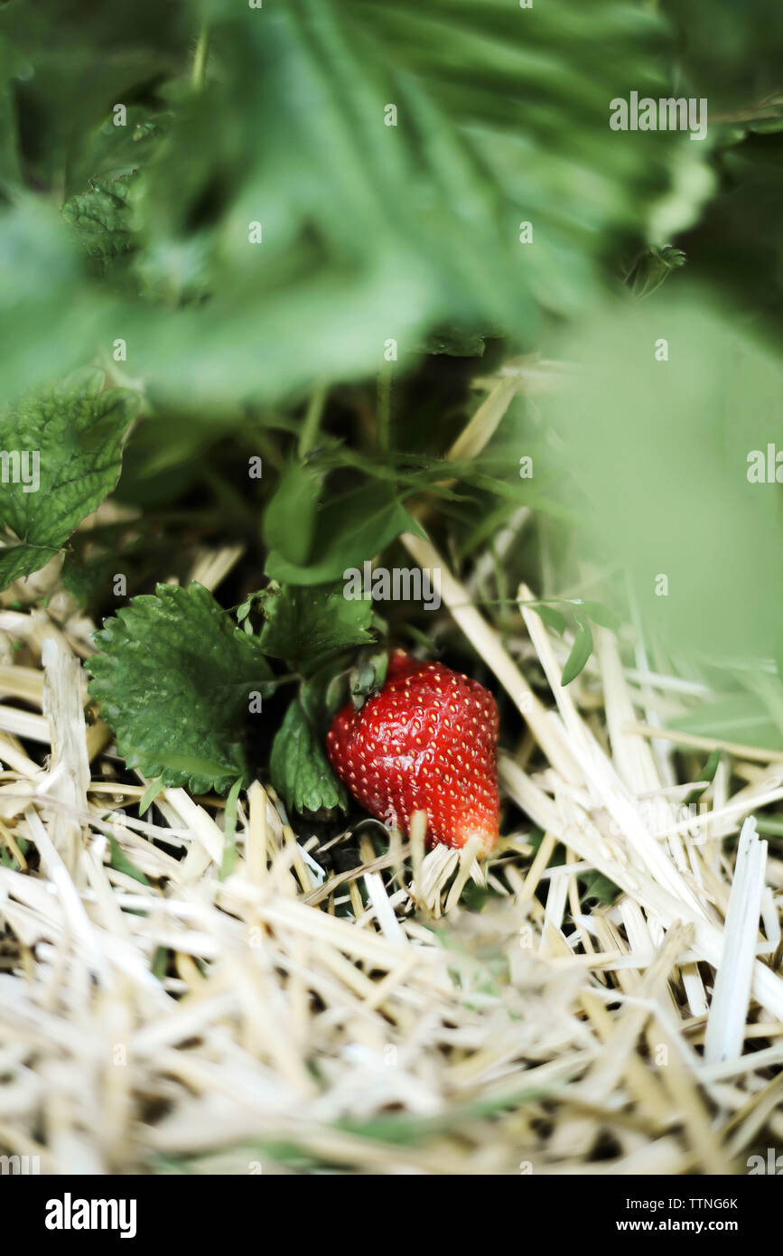 Close-up of strawberry growing on plant Stock Photo - Alamy