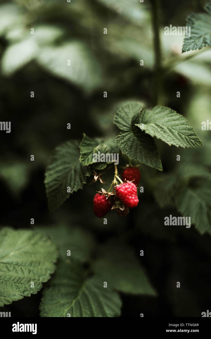 Red raspberry on the vine Stock Photo - Alamy