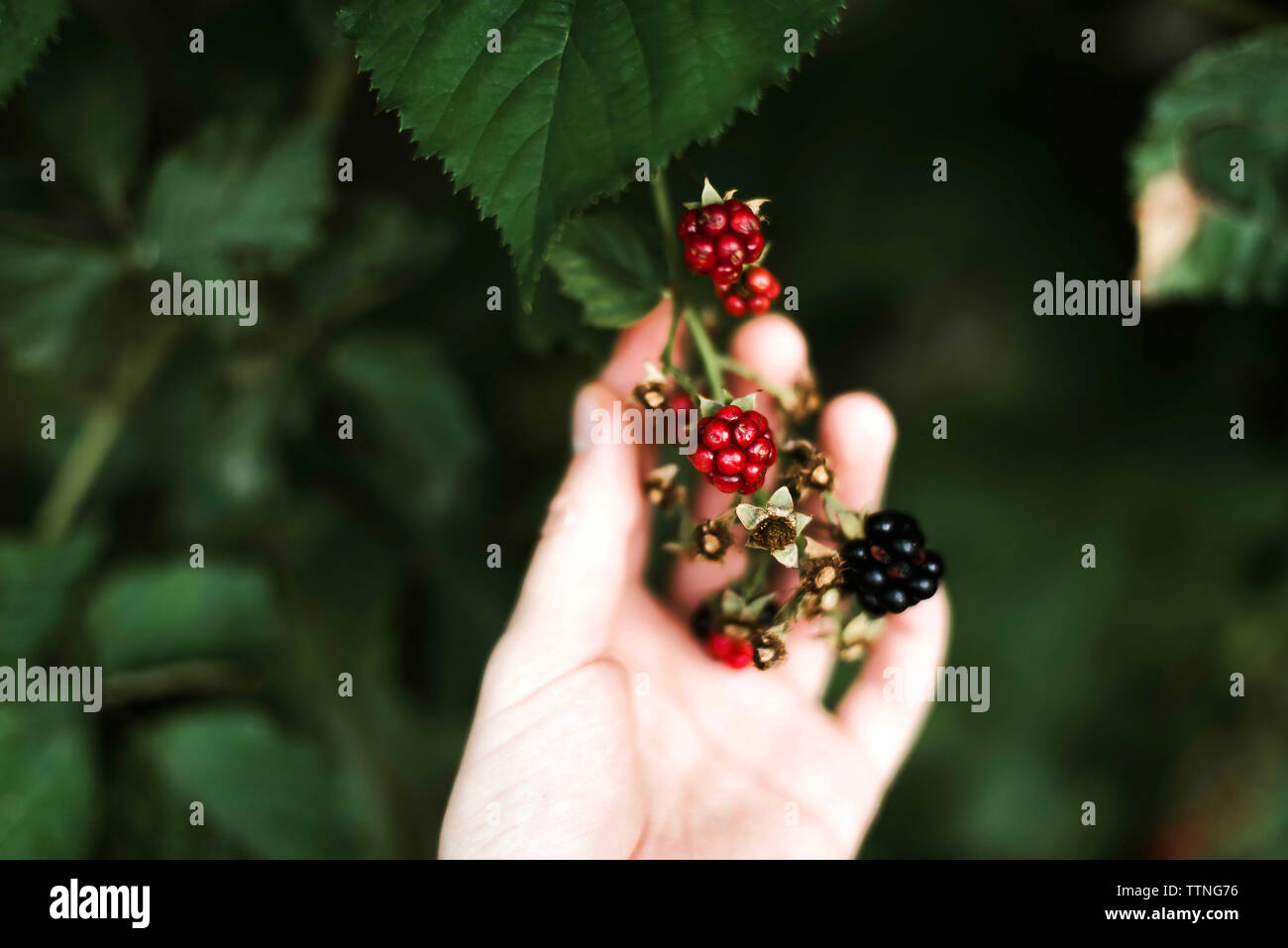 Hand picked freshly blackberries Stock Photo - Alamy