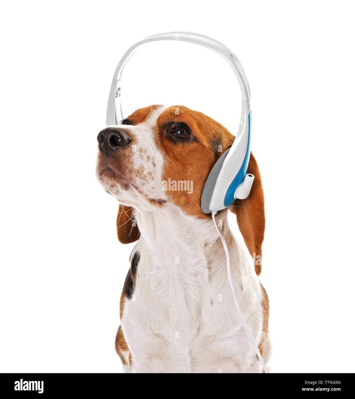 Beagle dog wearing headphones isolated on white Stock Photo - Alamy Beagle dog wearing headphones isolated on white Stock Photo - Alamy