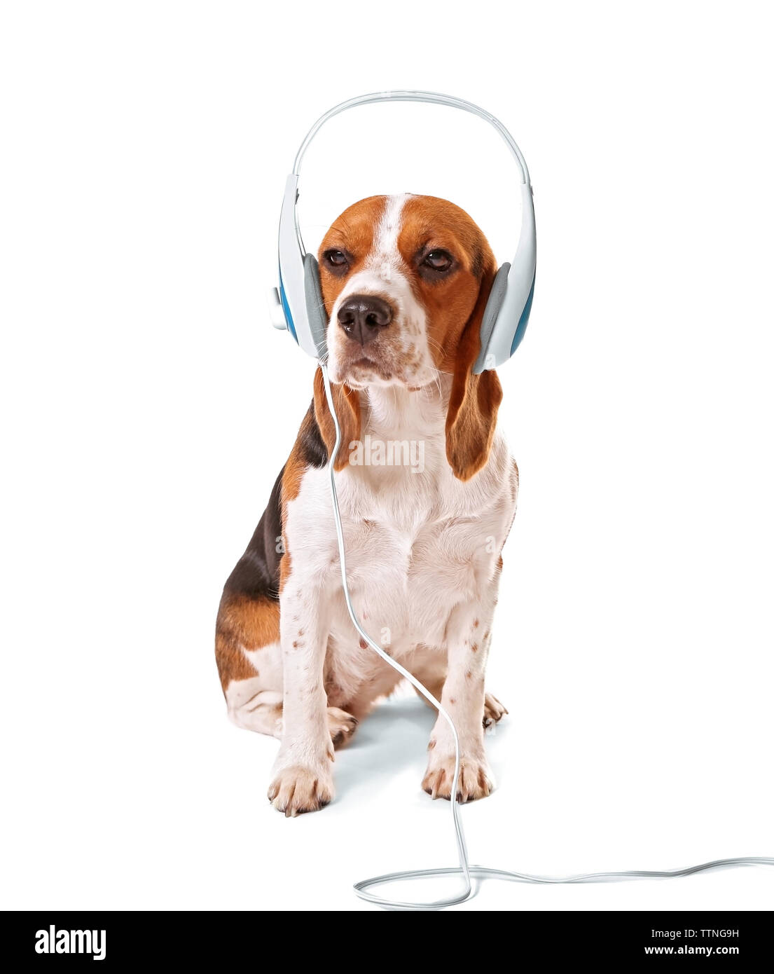 Beagle dog wearing headphones isolated on white Stock Photo - Alamy Beagle dog wearing headphones isolated on white Stock Photo - Alamy