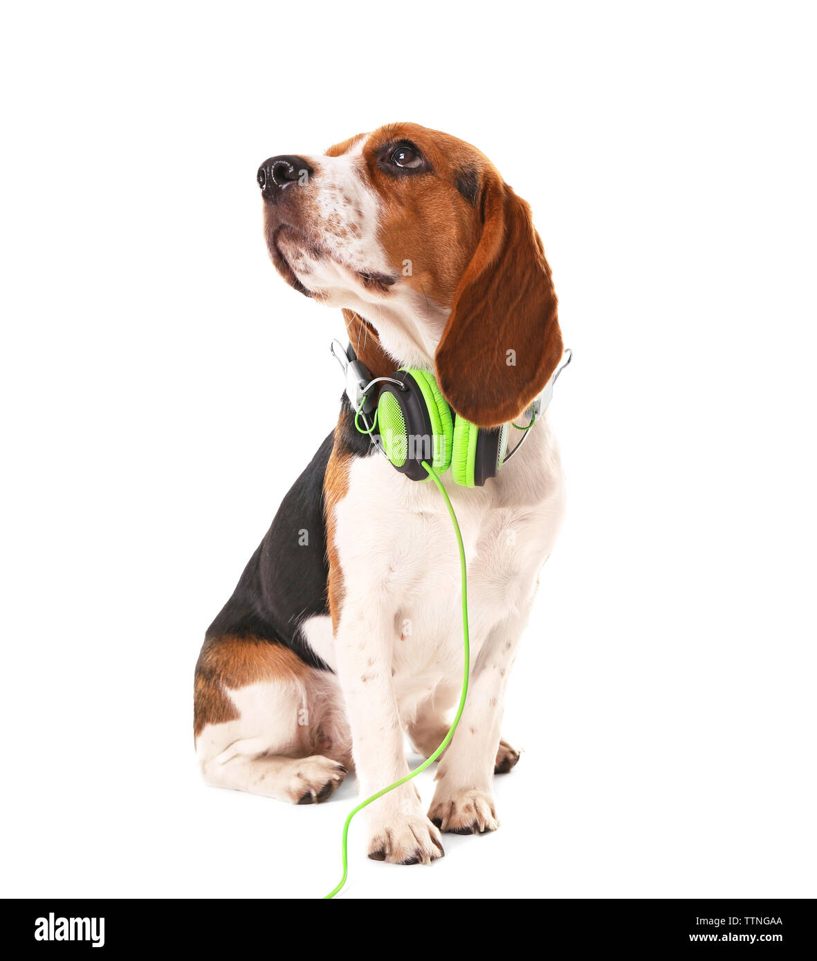 Beagle dog wearing headphones isolated on white Stock Photo - Alamy Beagle dog wearing headphones isolated on white Stock Photo - Alamy