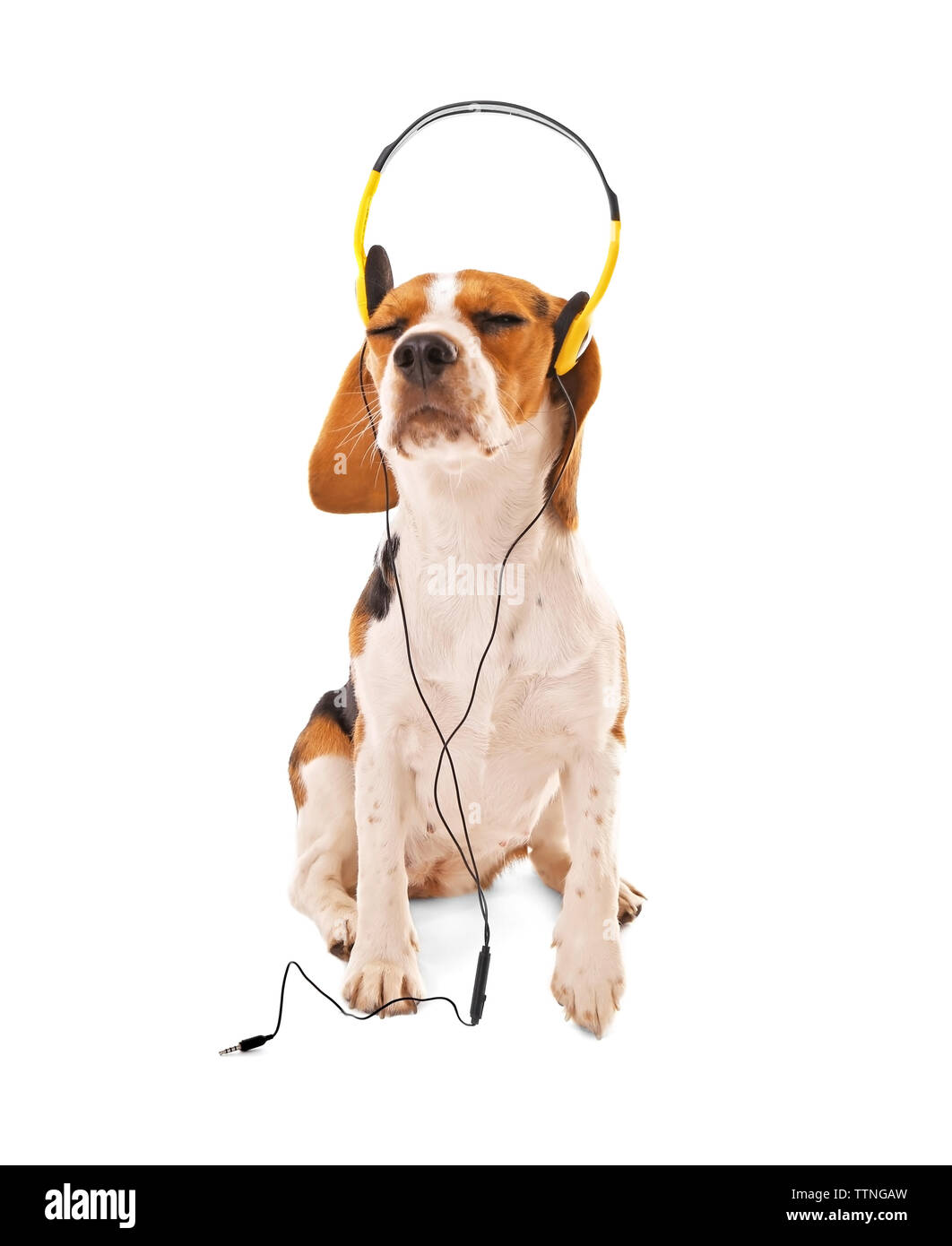 Beagle dog wearing headphones isolated on white Stock Photo - Alamy Beagle dog wearing headphones isolated on white Stock Photo - Alamy