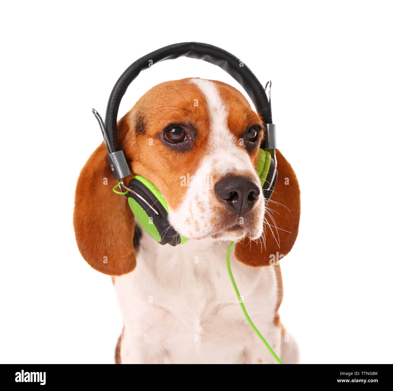 Beagle dog wearing headphones isolated on white Stock Photo - Alamy Beagle dog wearing headphones isolated on white Stock Photo - Alamy