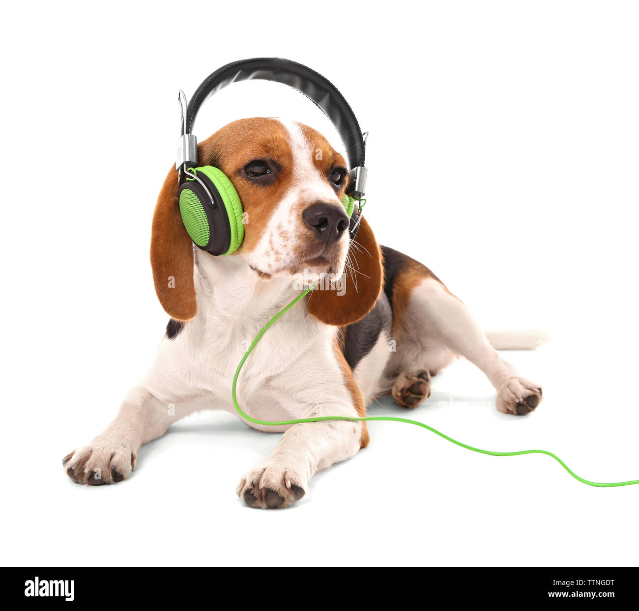 Beagle dog wearing headphones isolated on white Stock Photo - Alamy