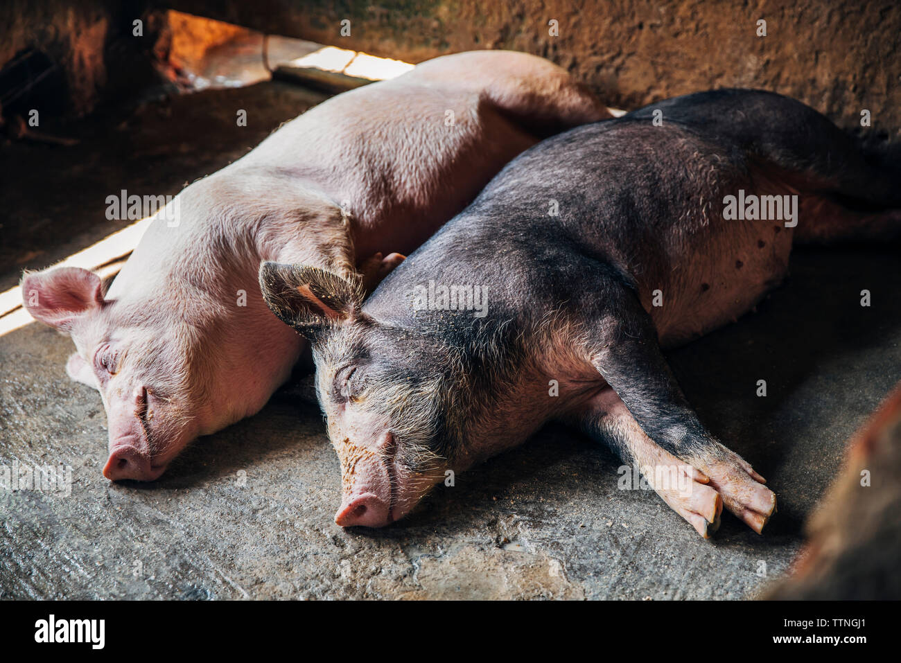 Sleeping Farm Animals