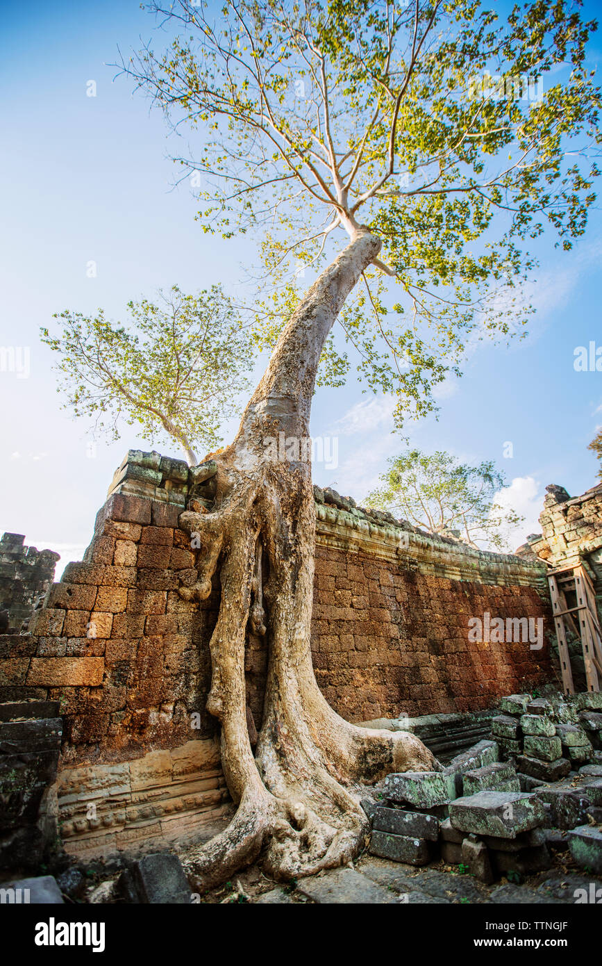 Tree growing on wall at Angkor Wat temple Stock Photo - Alamy