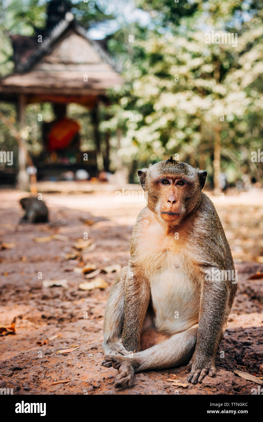 Portrait of monkey sitting outside temple Stock Photo - Alamy