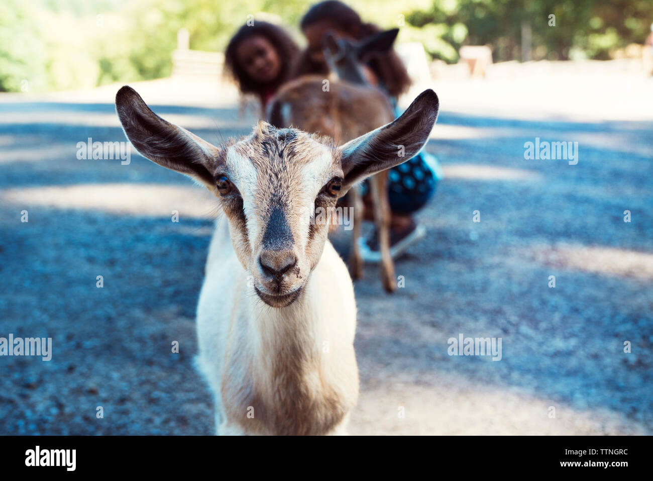Portrait of kid goat while girls crouching on footpath in background ...