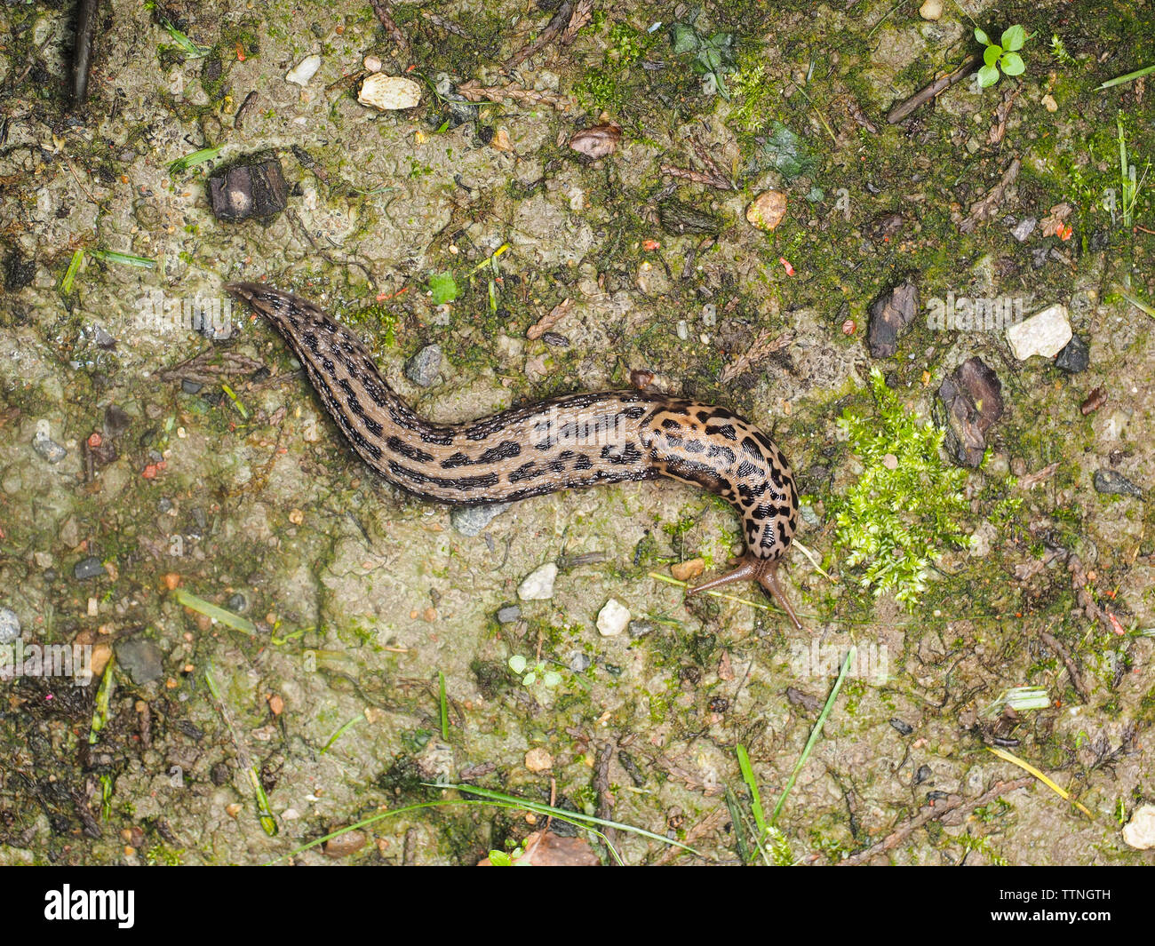 Great grey slug, sliding over moist ground overhead shot Stock Photo ...