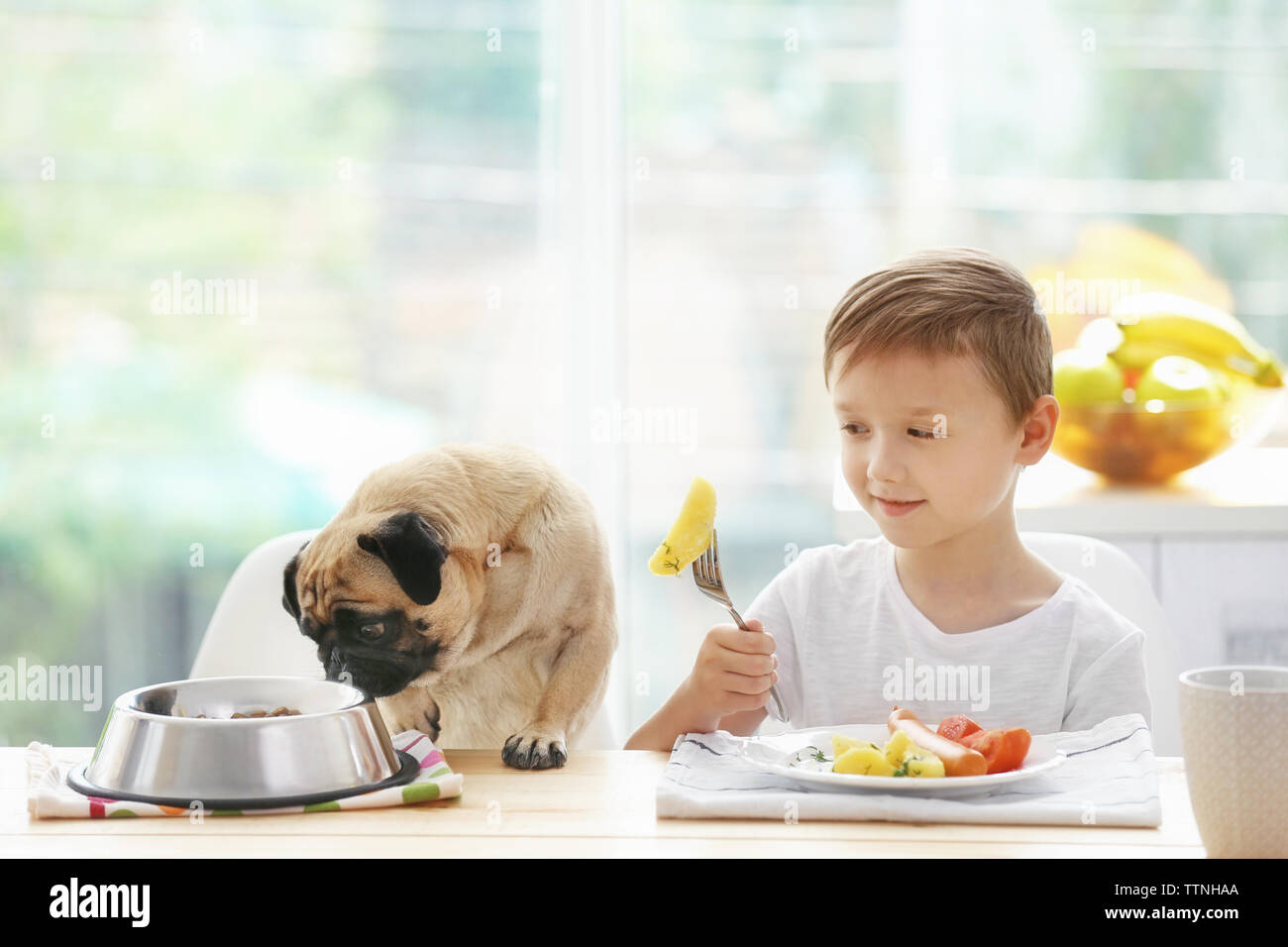 Cute boy and pug eating at table in kitchen Stock Photo - Alamy