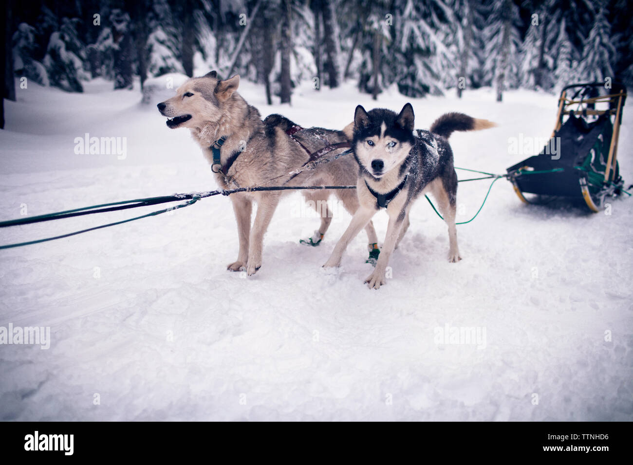 Siberian Huskies Pulling High Resolution Stock Photography and Images ...