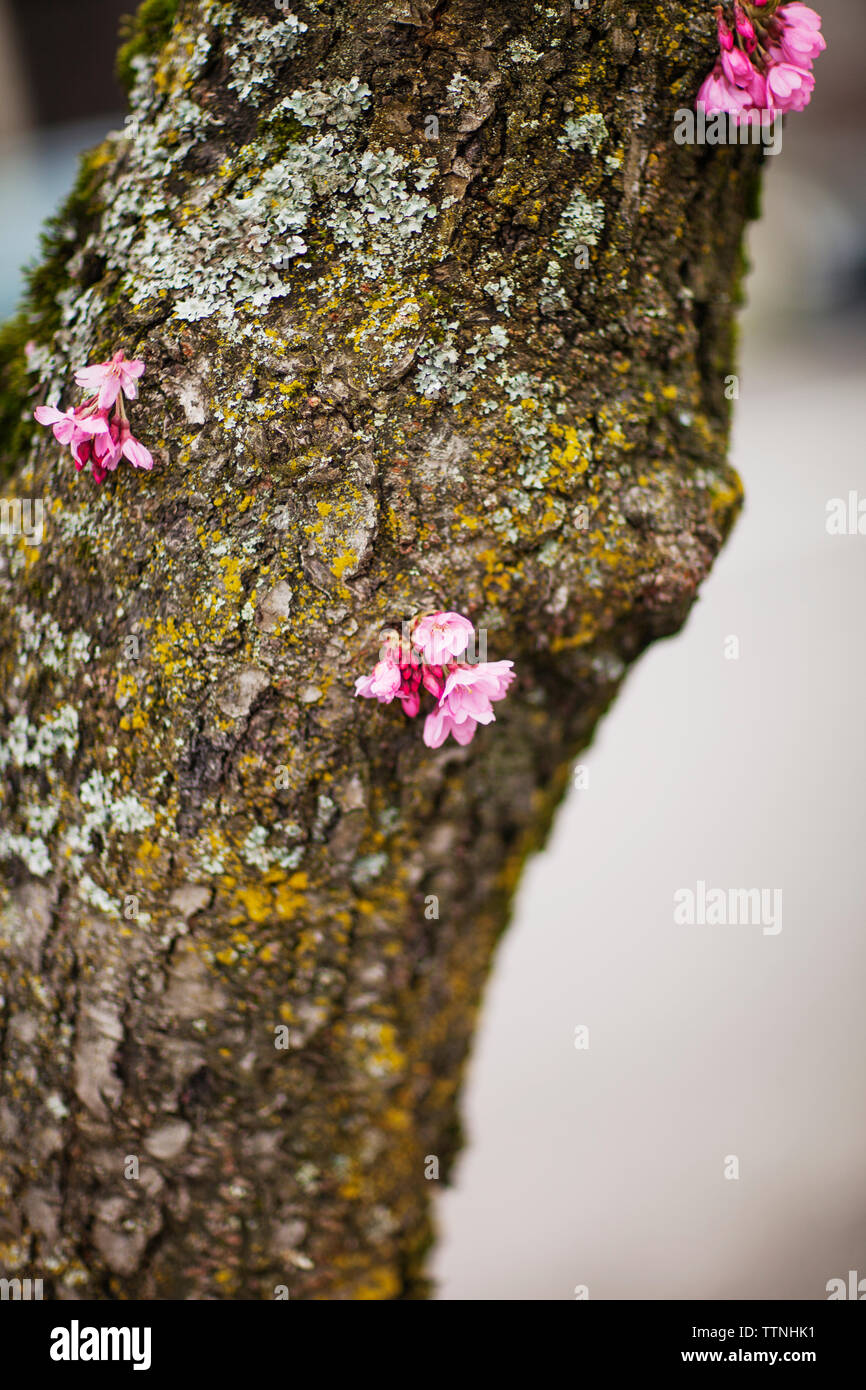 Tree flowers trunk hi-res stock photography and images - Alamy