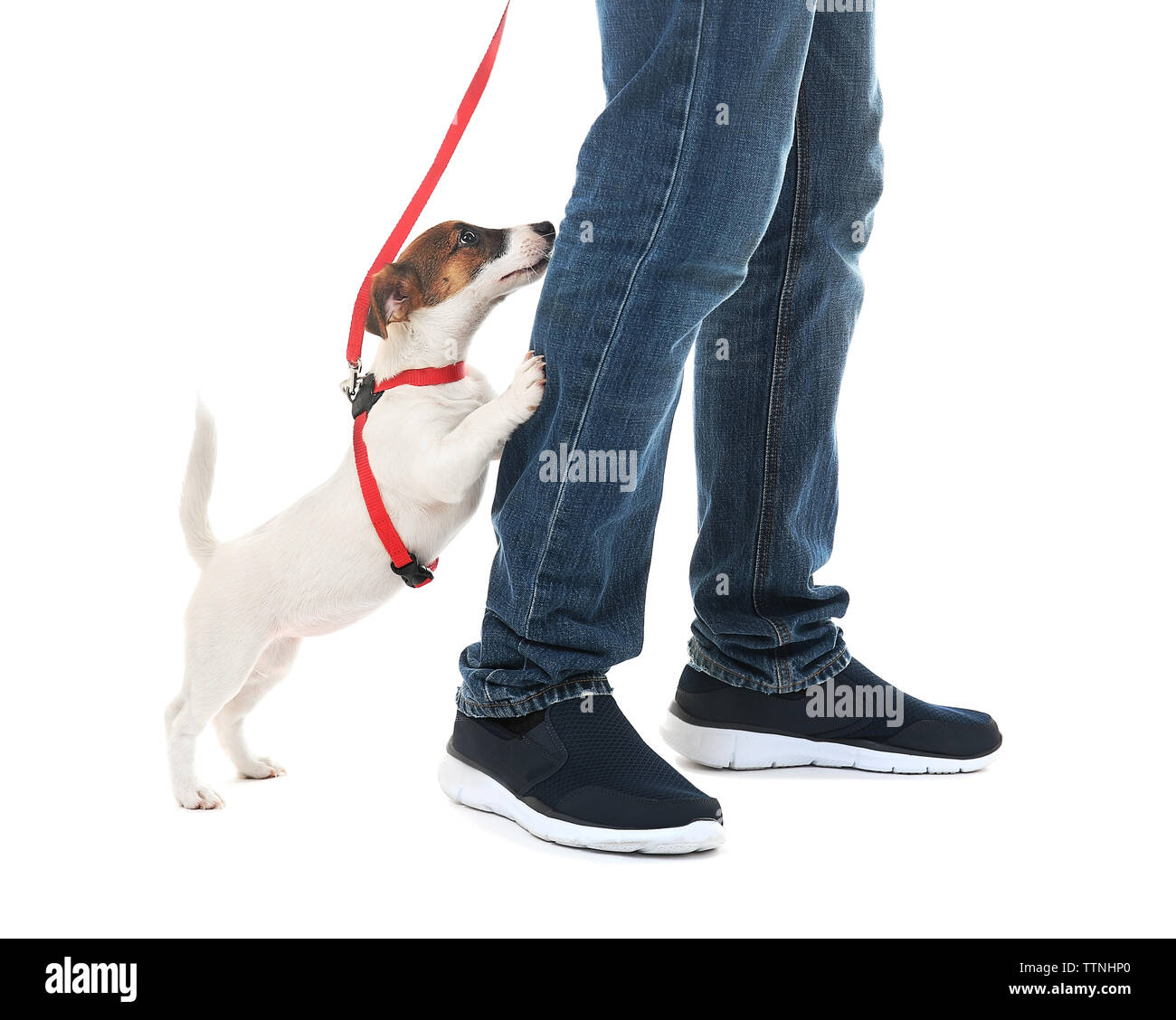 Man with Jack Russell terrier, isolated on white Stock Photo - Alamy