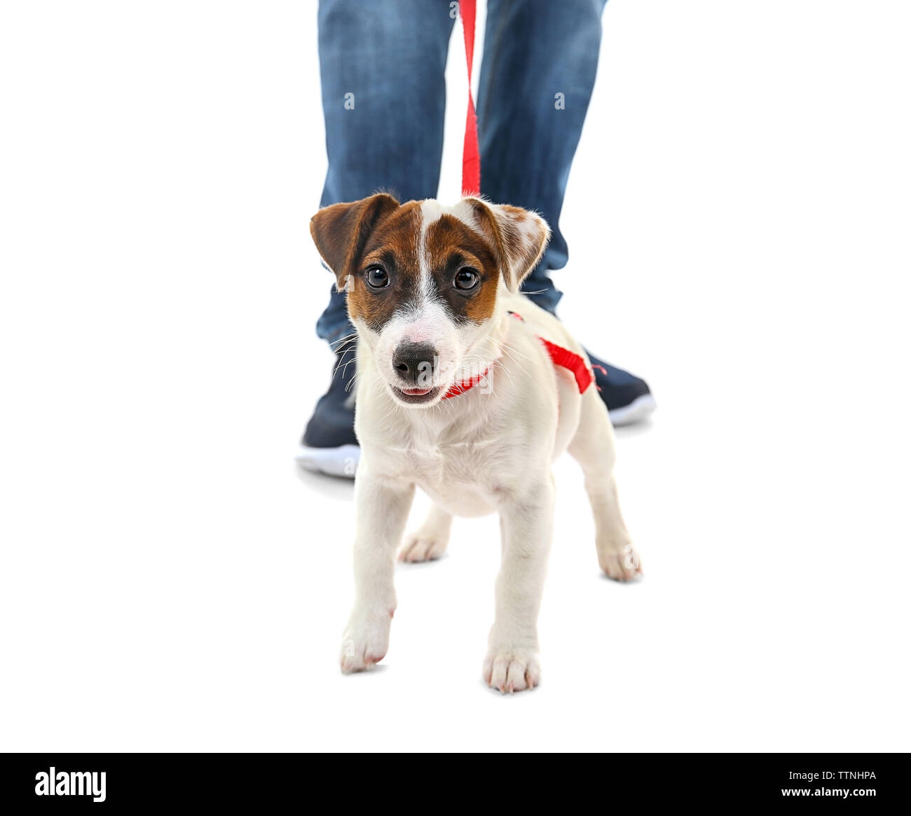 Man with Jack Russell terrier, isolated on white Stock Photo - Alamy