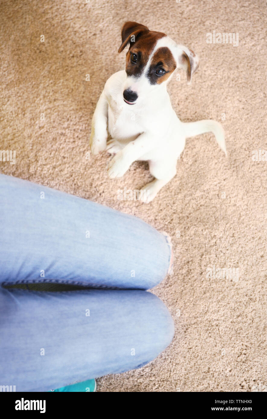 Cute dog playing near woman legs Stock Photo - Alamy
