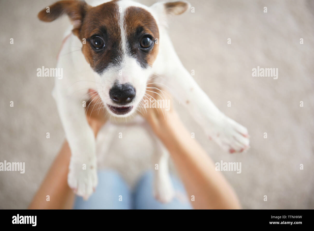 Woman holding Jack Russell terrier Stock Photo - Alamy