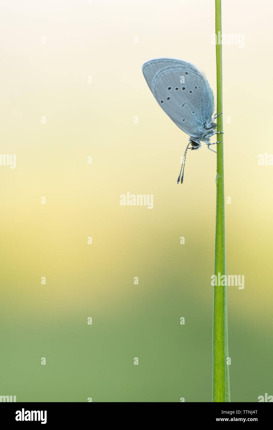 Small Blue butterfly (Cupido Minimus) roosting on a grass stem, taken ...