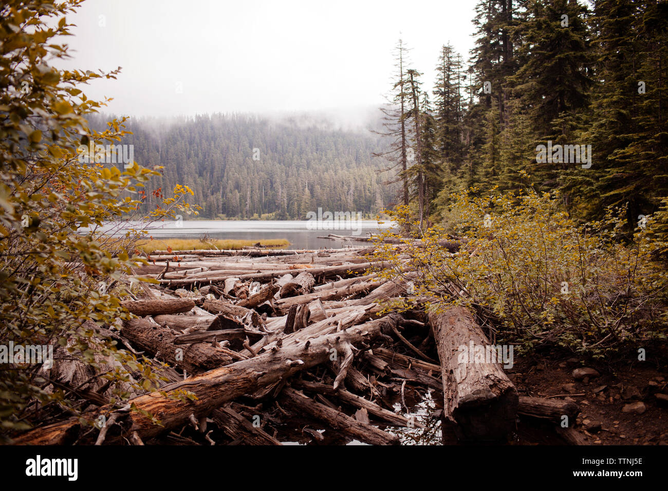 Tree trunks deforestation hi-res stock photography and images - Alamy