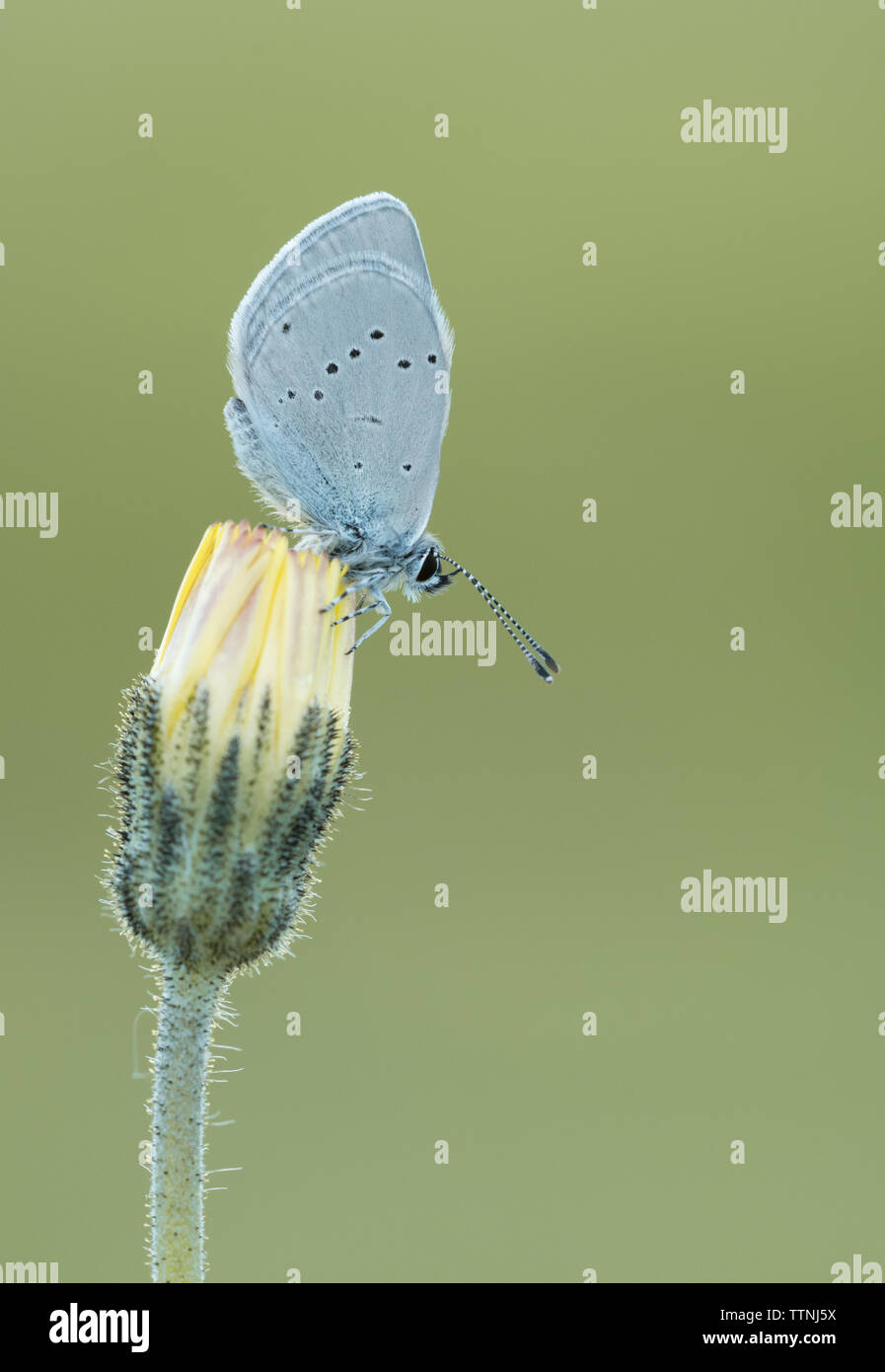 Small blue butterfly hi-res stock photography and images - Alamy