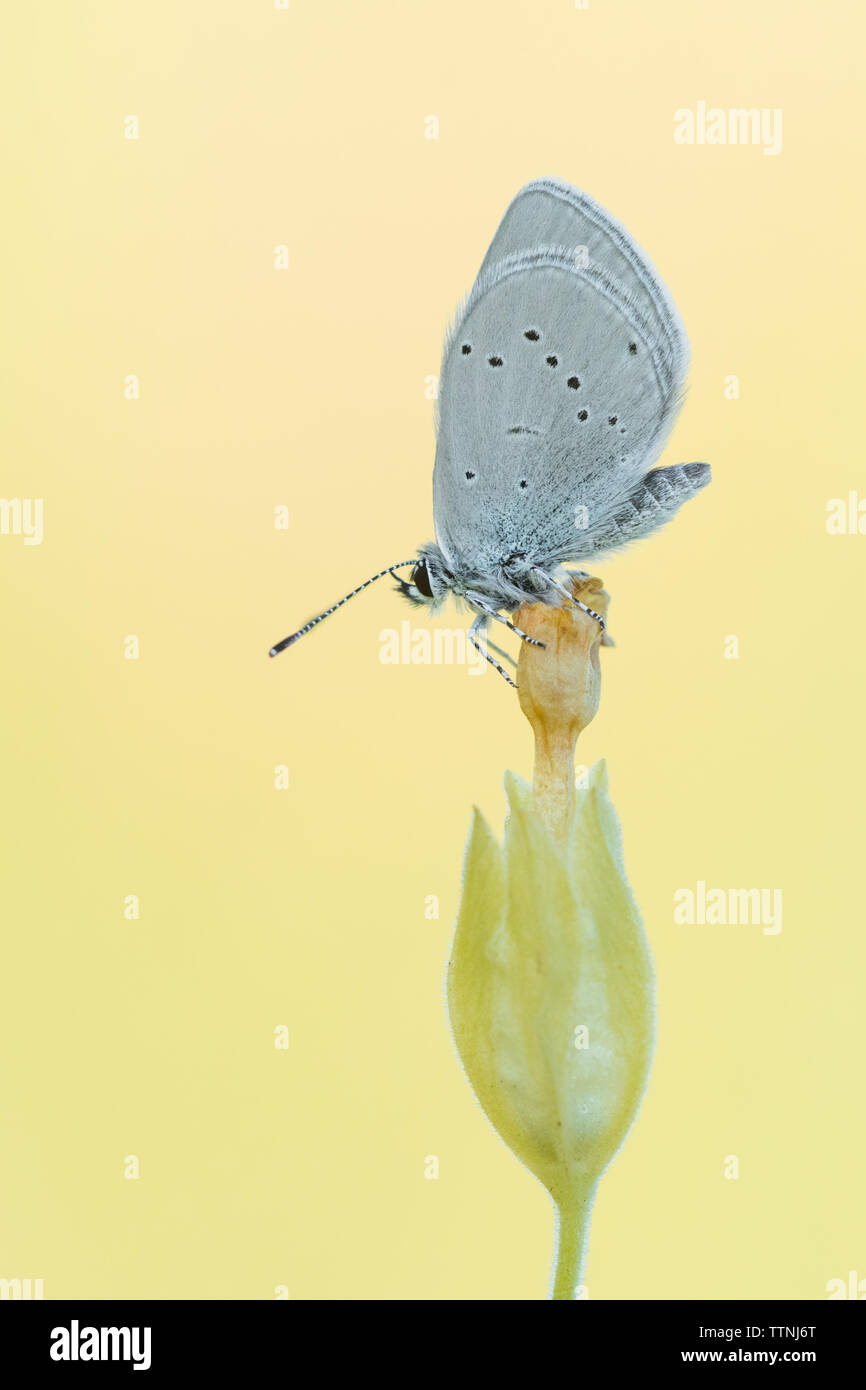 Small blue butterfly hi-res stock photography and images - Alamy