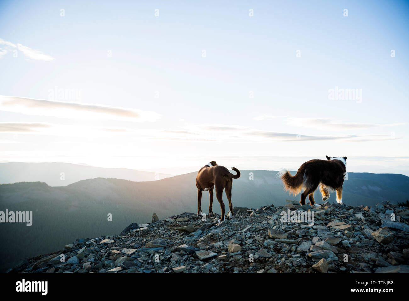 Dogs rocks hi-res stock photography and images - Alamy