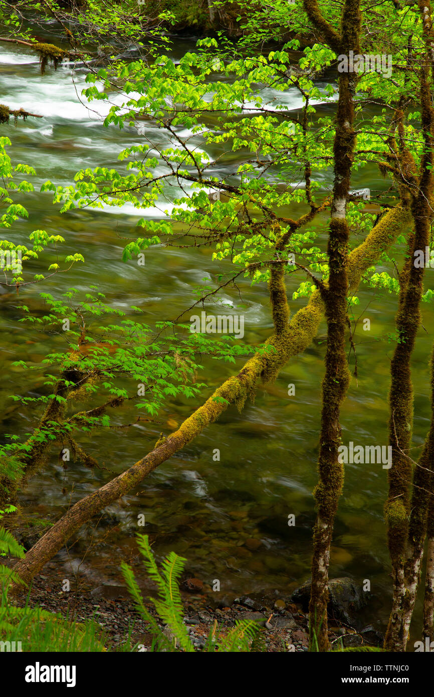 North Santiam River, West Cascades Scenic Byway, Willamette National ...
