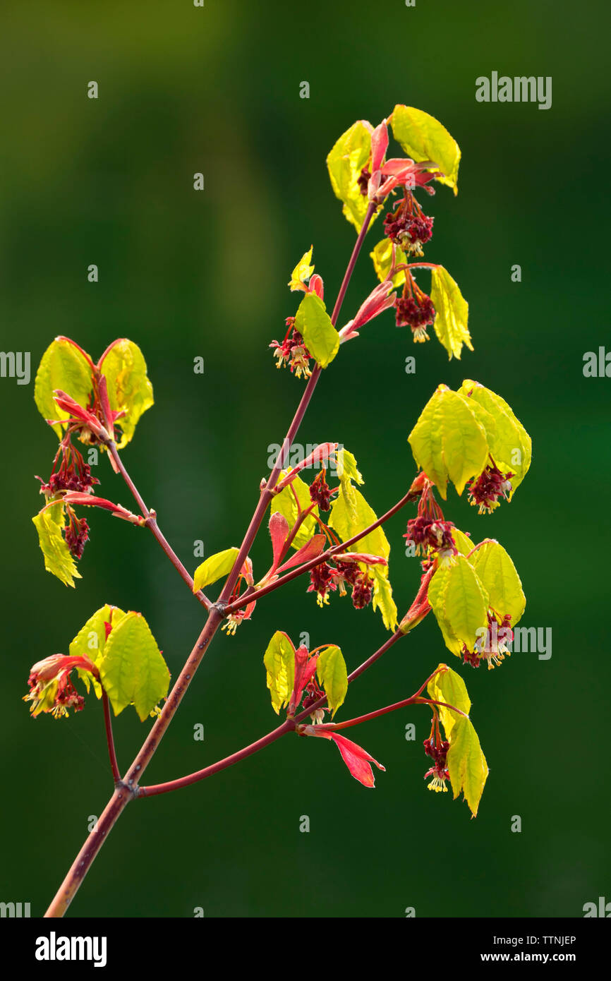 Vine maple (Acer circinatum) along Clear Lake Trail, McKenzie Pass ...