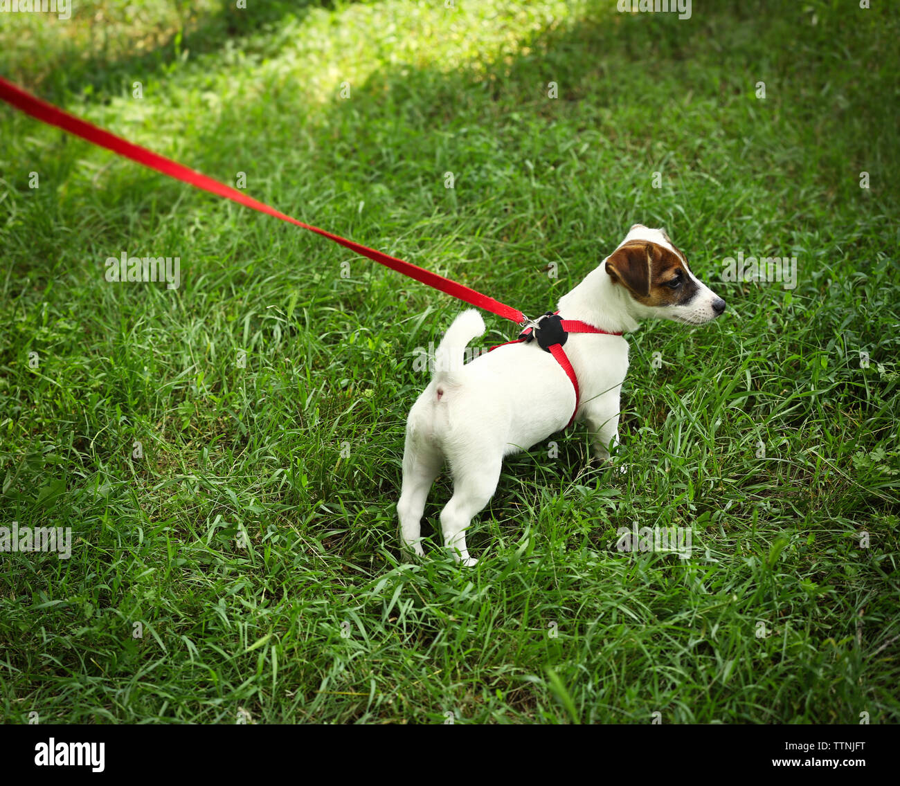 Cute dog in collar on green grass Stock Photo - Alamy