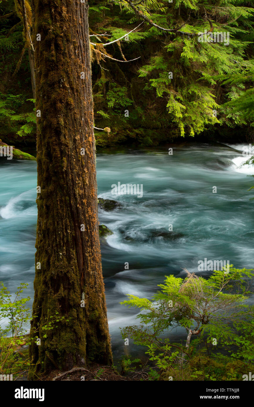 McKenzie Wild and Scenic River from McKenzie River National Recreation ...