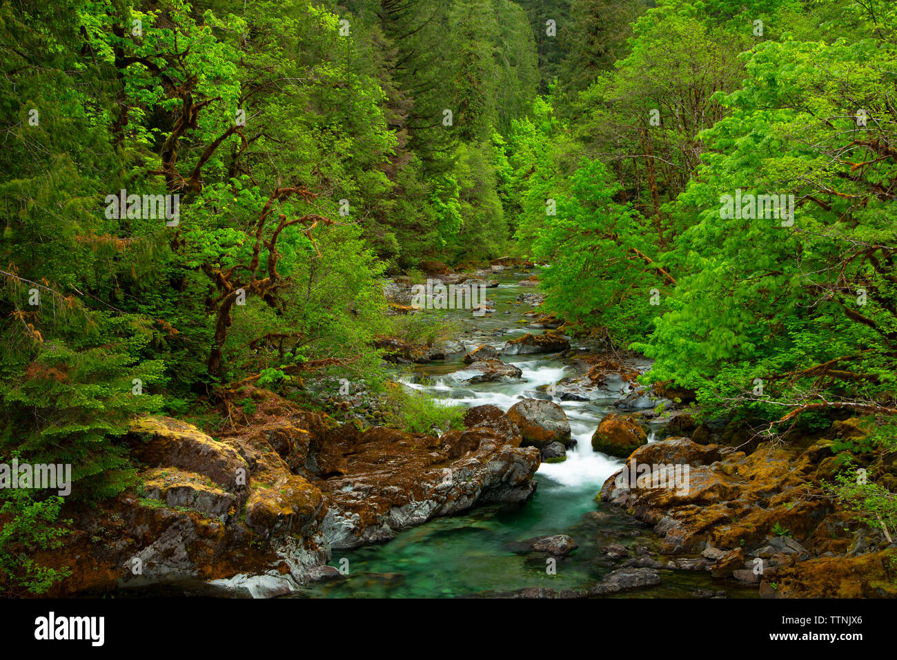 Quartzville Creek Wild and Scenic River, Quartzville Creek National ...