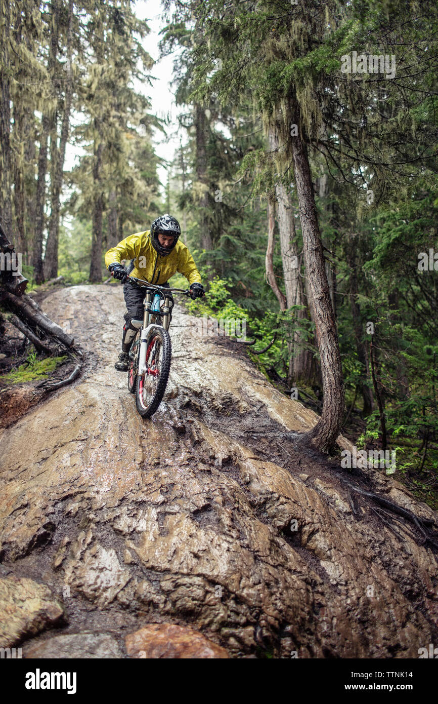 Healthy tree trunks hi-res stock photography and images - Alamy
