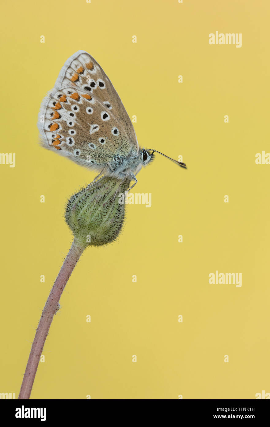 Common Blue butterfly (Polyommatus Icarus Stock Photo - Alamy