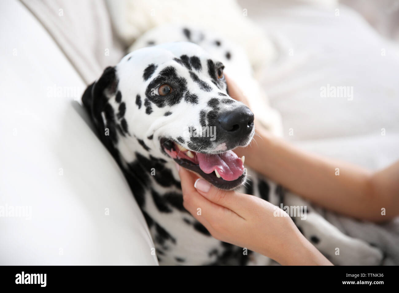 Female hands patting dalmatian dog Stock Photo - Alamy