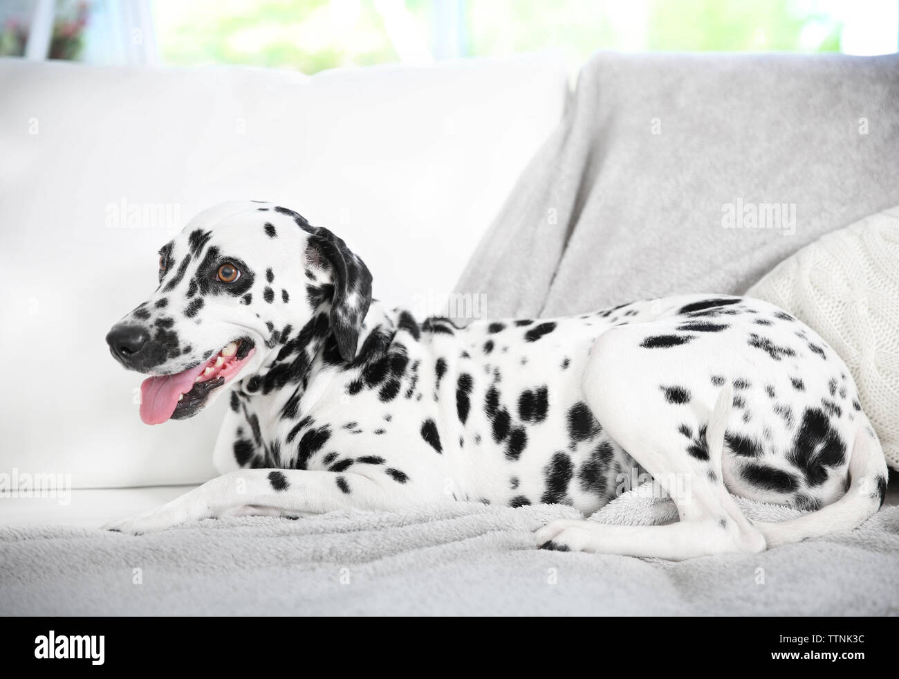 Dalmatian dog sitting on a couch Stock Photo - Alamy